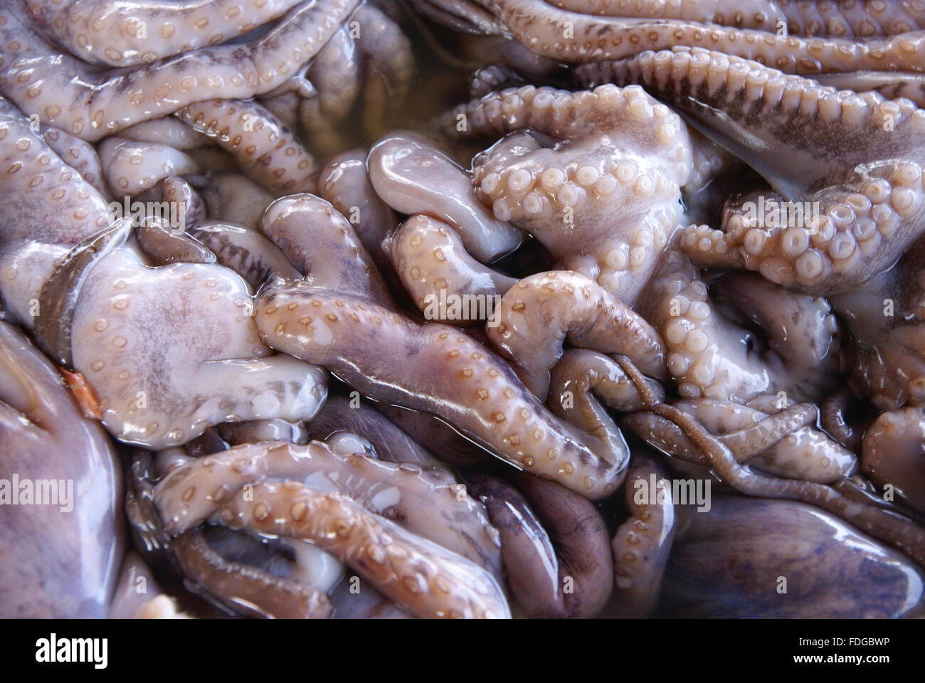 Octopus - close-up in the fish market Stock Photo - Alamy