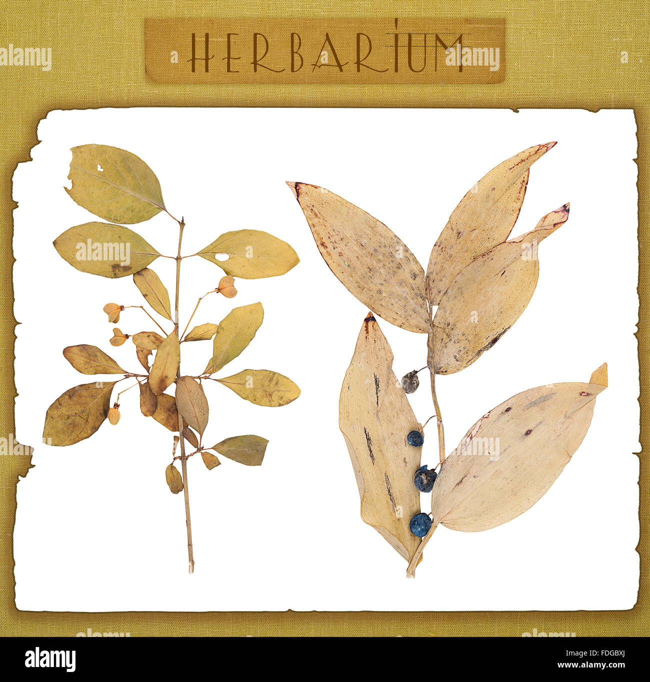 Set of leaves and stems of wild dry plants isolated Stock Photo - Alamy