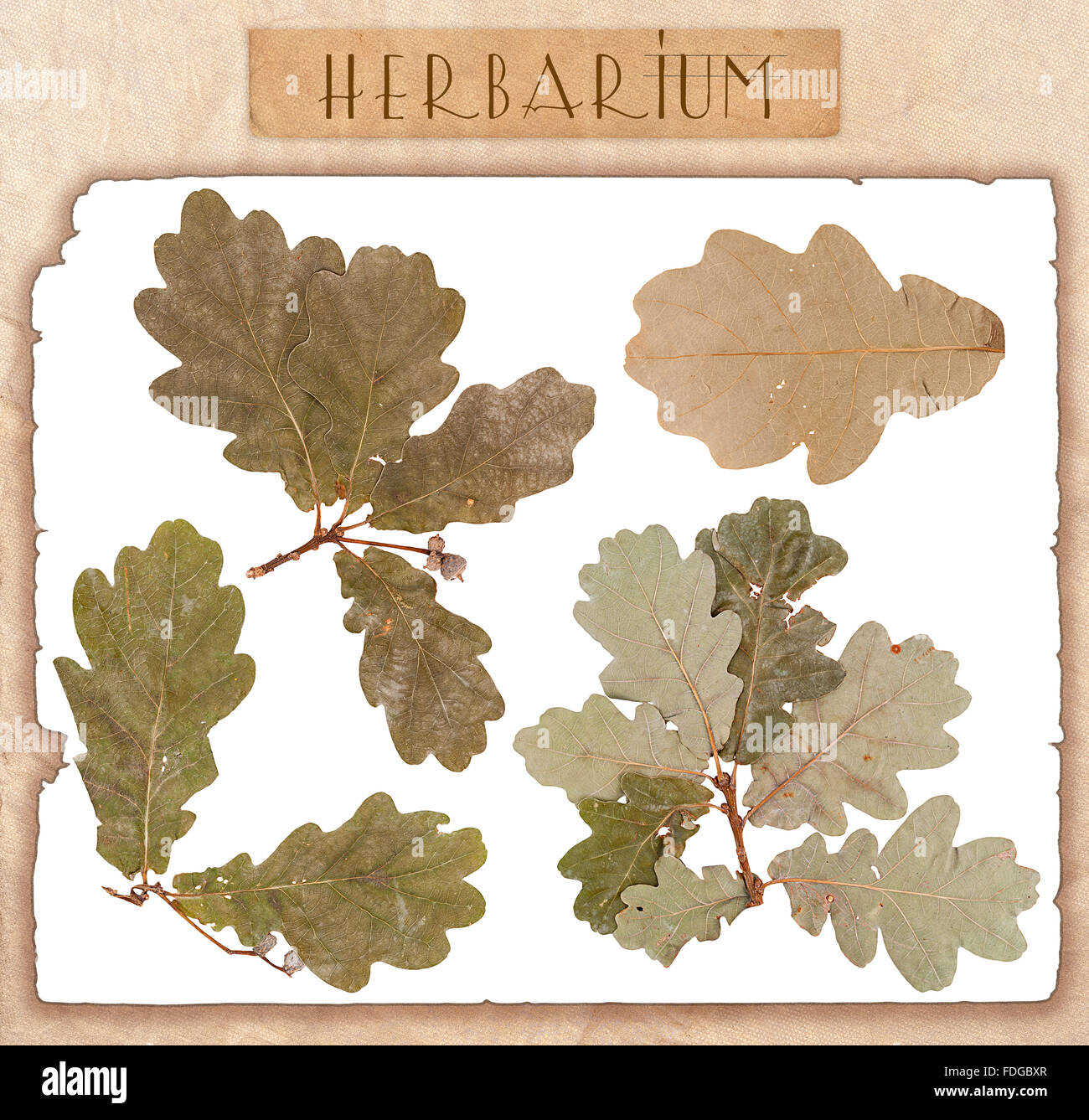 Set of leaves branches and leaves of oak isolated Stock Photo - Alamy