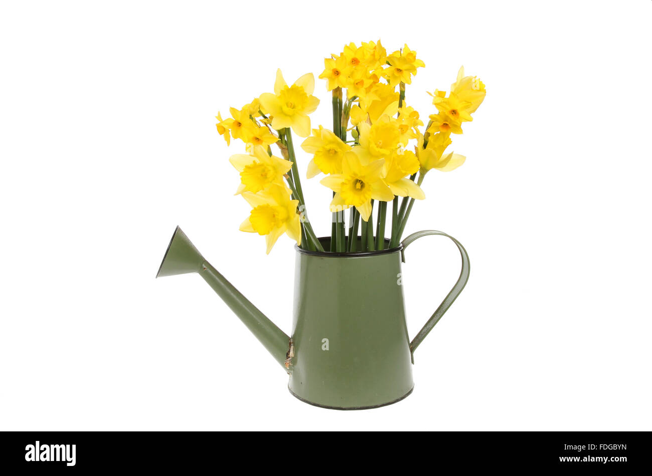 Sol D'or and traditional daffodils arranged in a watering can isolated ...