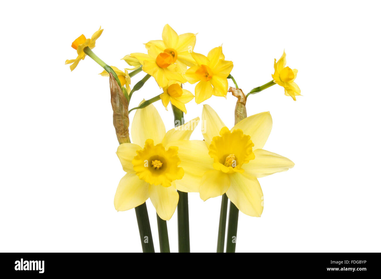 Traditional and Sol D'or daffodil flowers isolated against white Stock ...