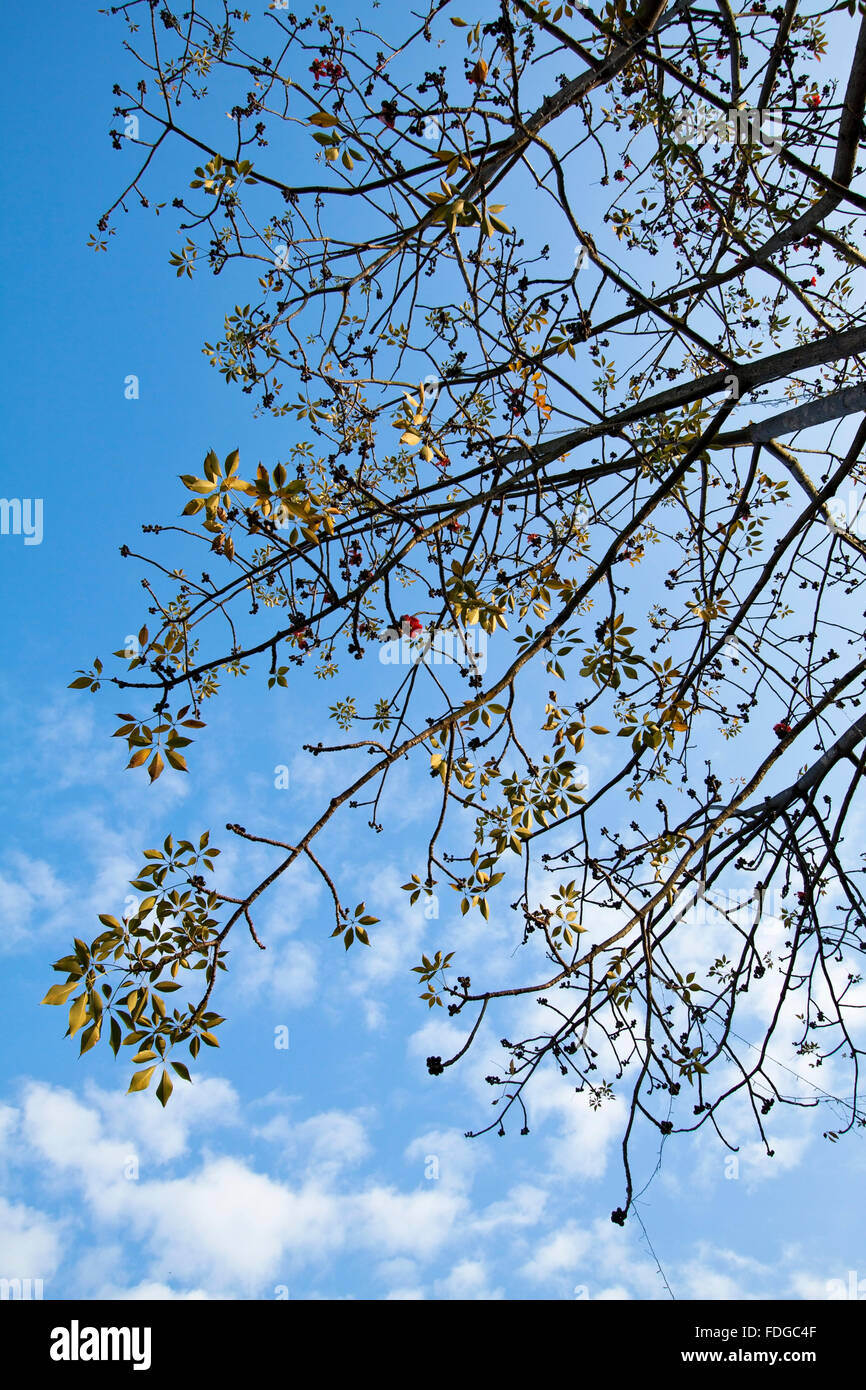 Cotton tree branches Stock Photo - Alamy