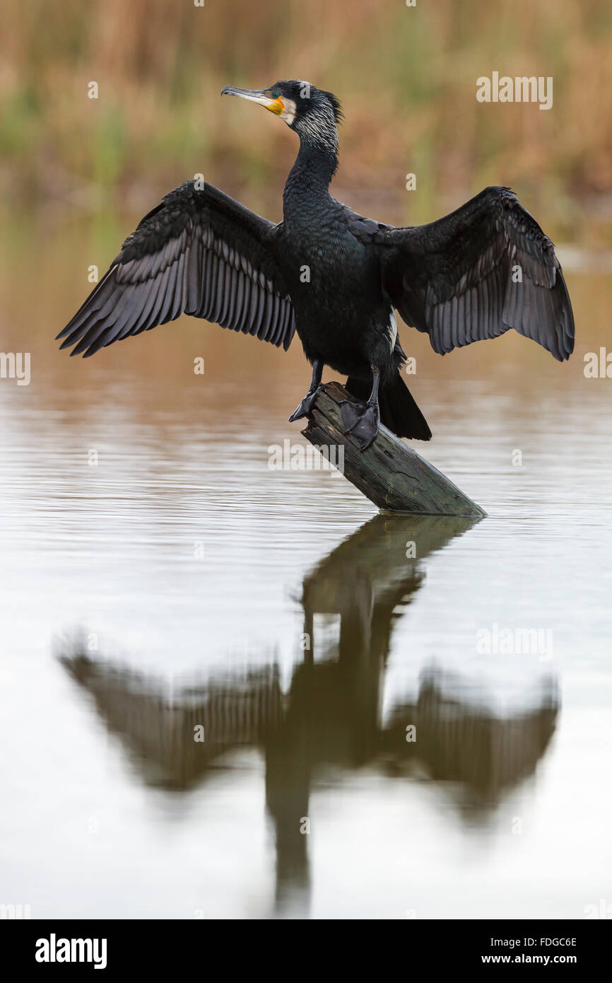 Cormorant with wings spread hi-res stock photography and images - Alamy