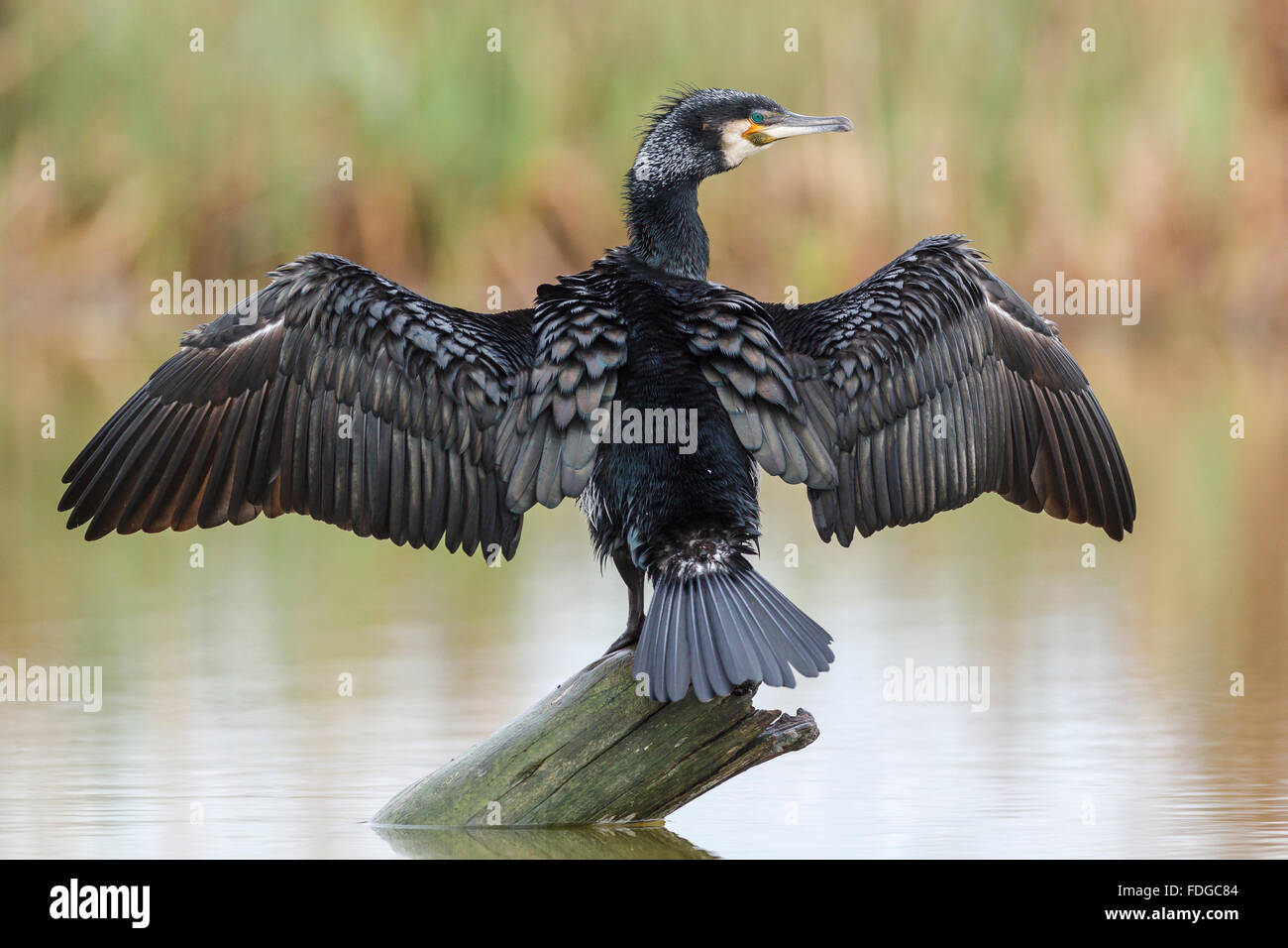 A great cormorant posing with open to dry on a log over water wings ...