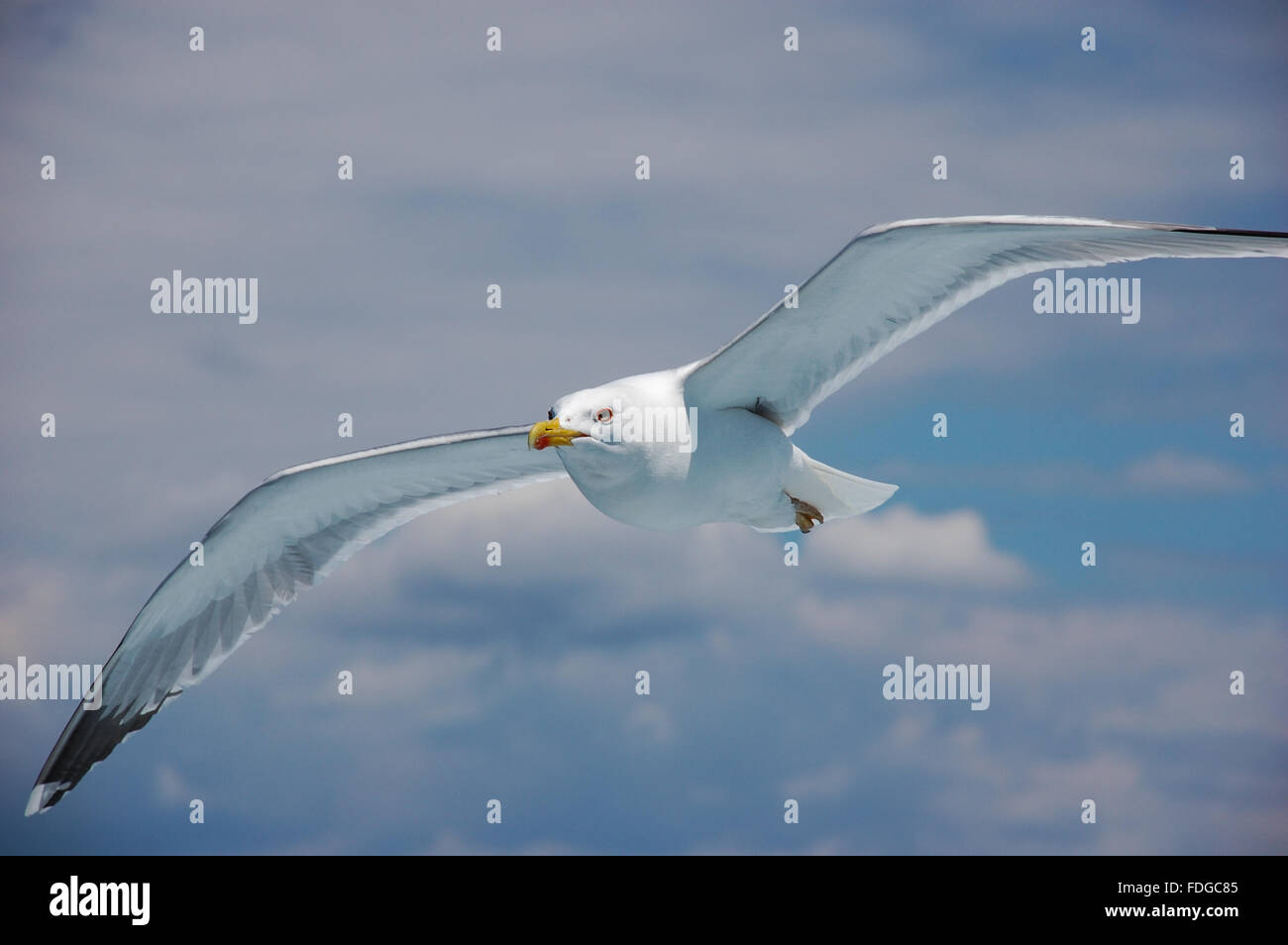 Gliding and flying seagull Stock Photo - Alamy