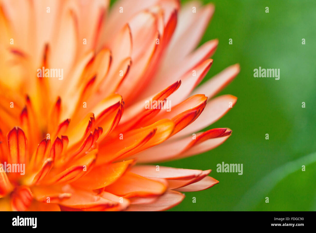 Orange flower petals, close-up shot Stock Photo - Alamy