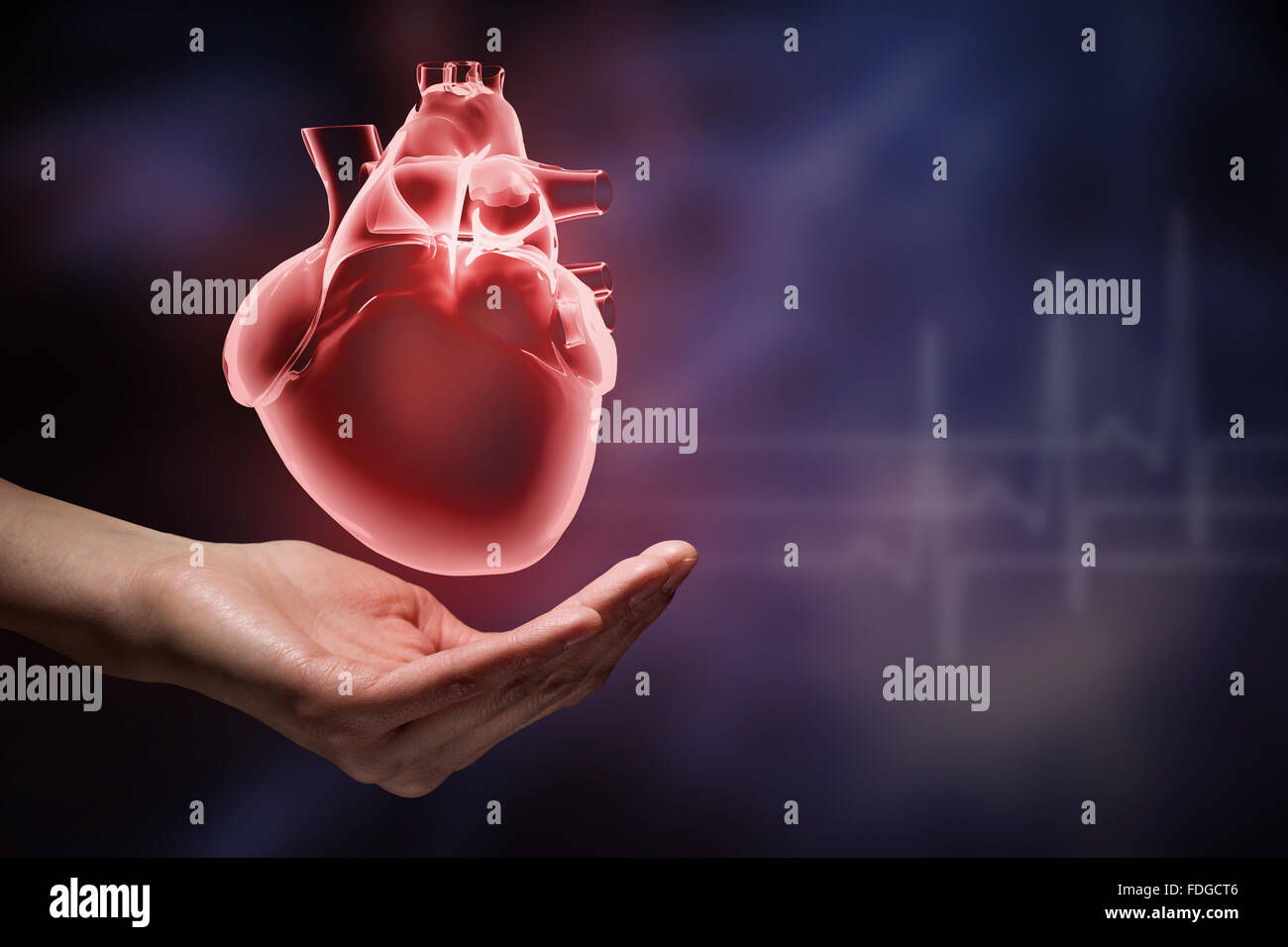 Close up of human hands holding human heart Stock Photo - Alamy