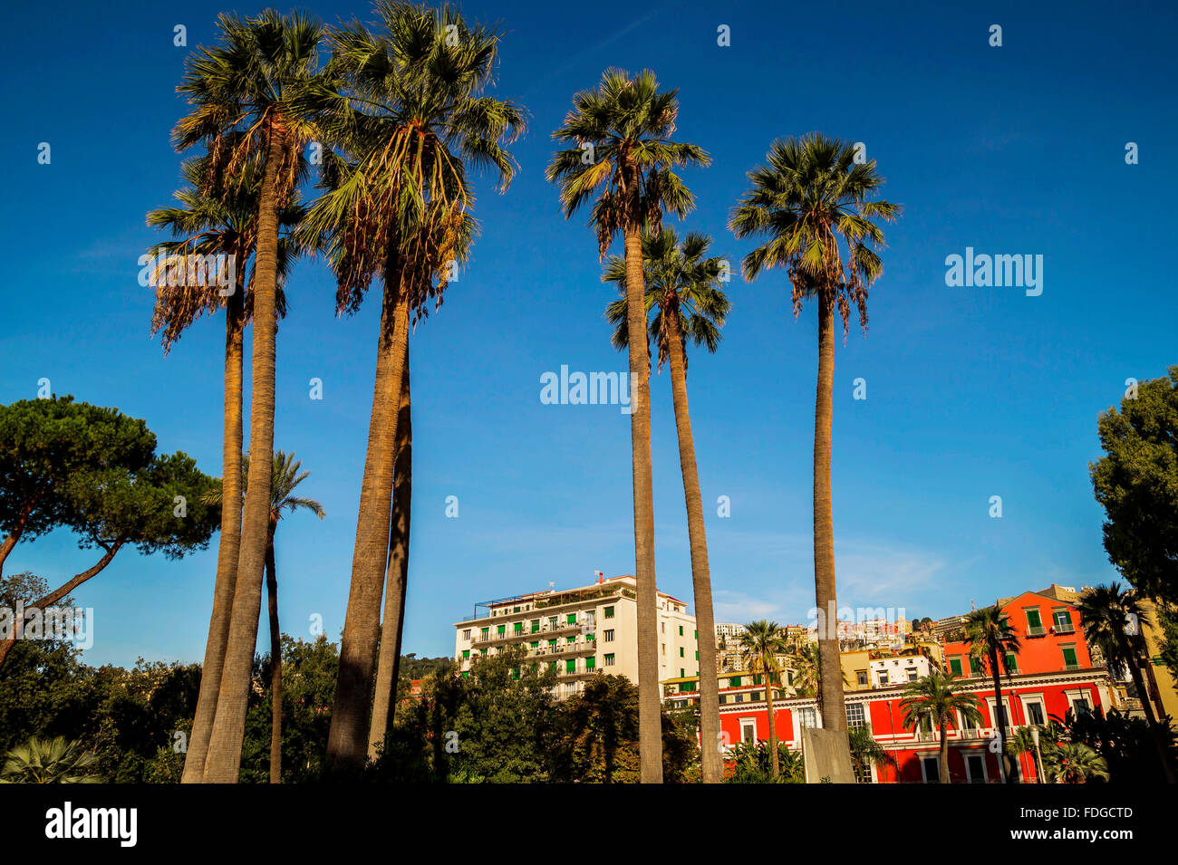 Nature on the coast of the Mediterranean Sea at Naples , with green ...