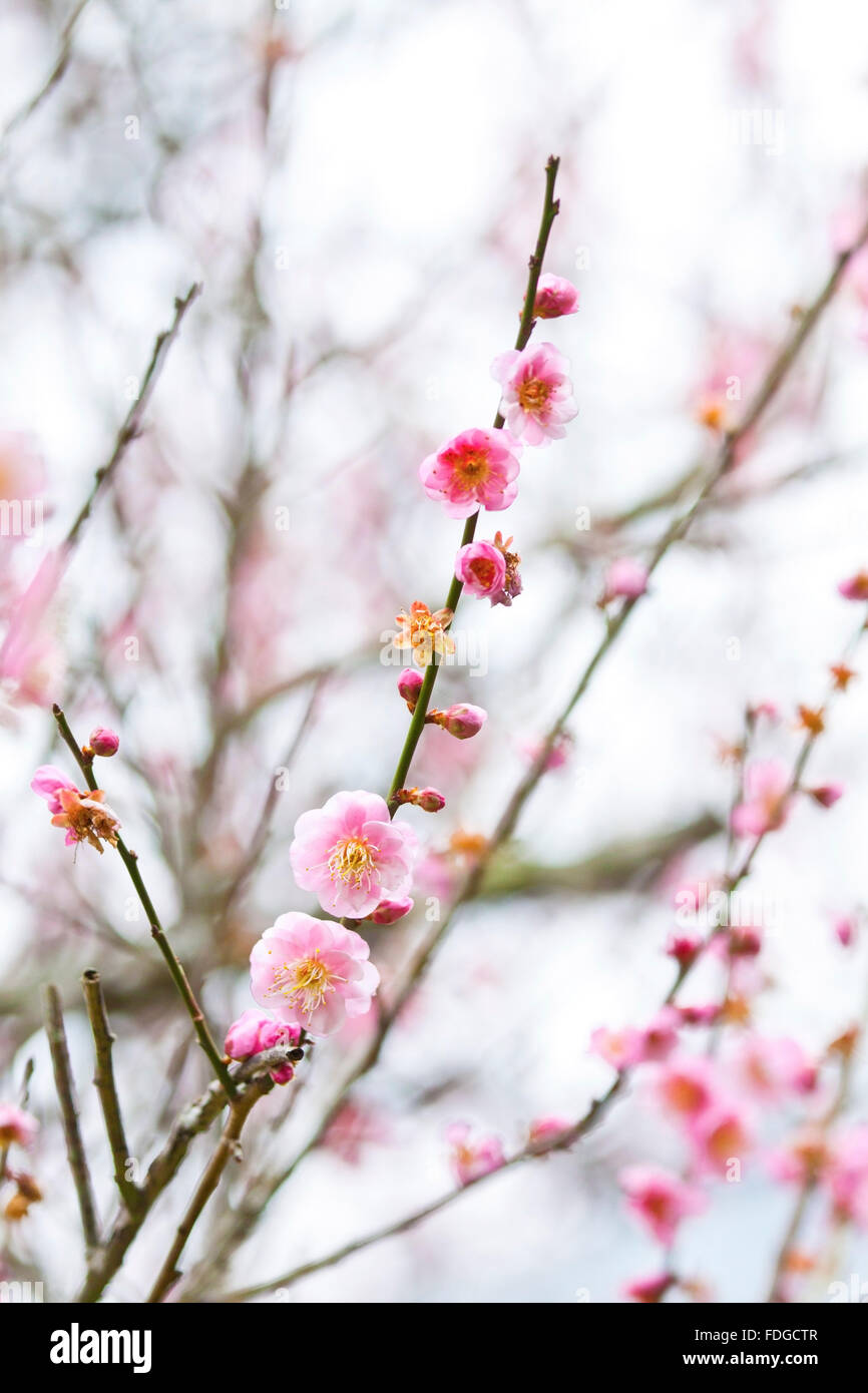Chinese red plum blossoms hi-res stock photography and images - Alamy