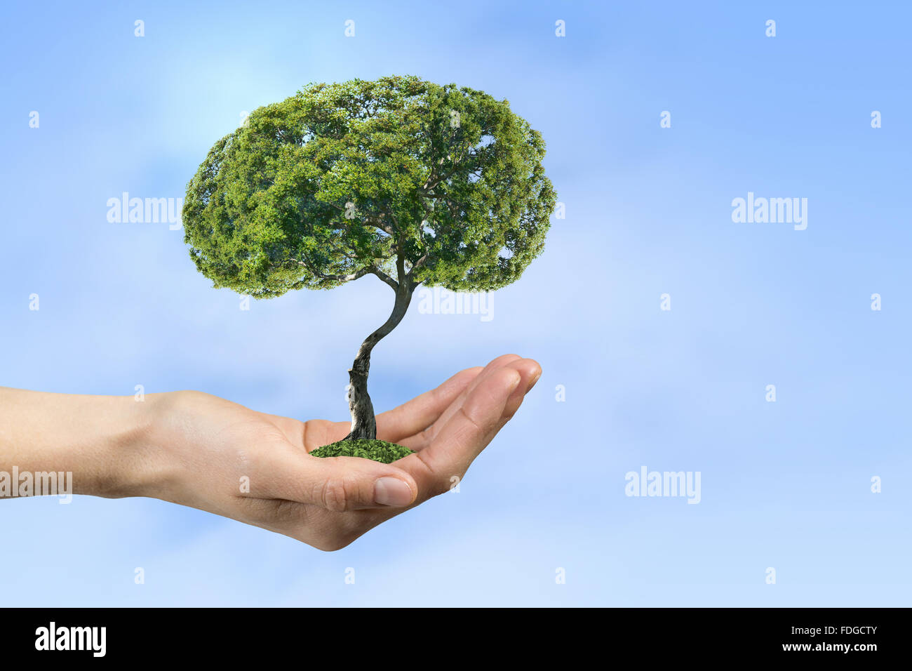 Close up of hand holding green tree concept Stock Photo - Alamy