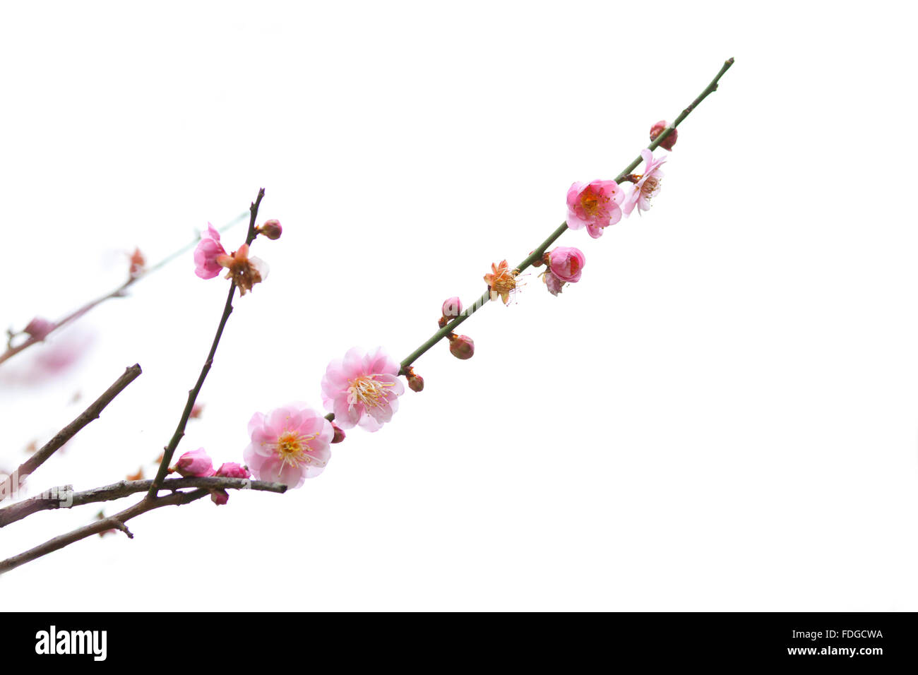 Spring plum blossom in Cut Out Stock Images & Pictures - Alamy