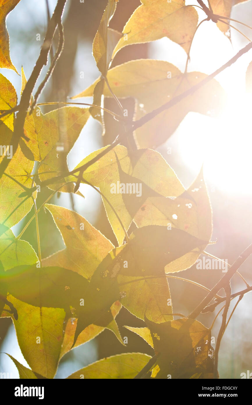 Green leaves under sunlight Stock Photo - Alamy