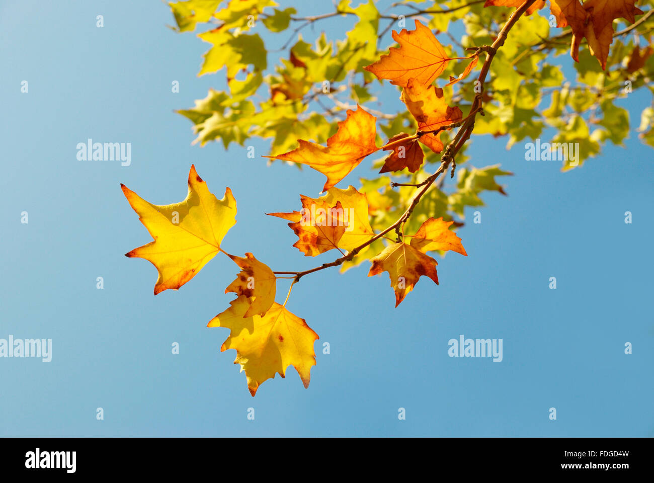Yellow fall leaves Stock Photo - Alamy