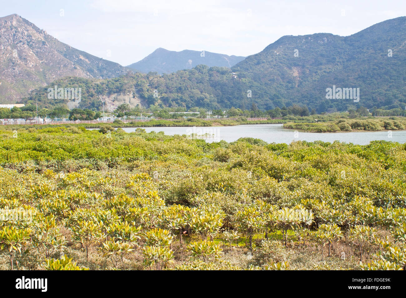 Mangrove nature reserve china hi-res stock photography and images - Alamy