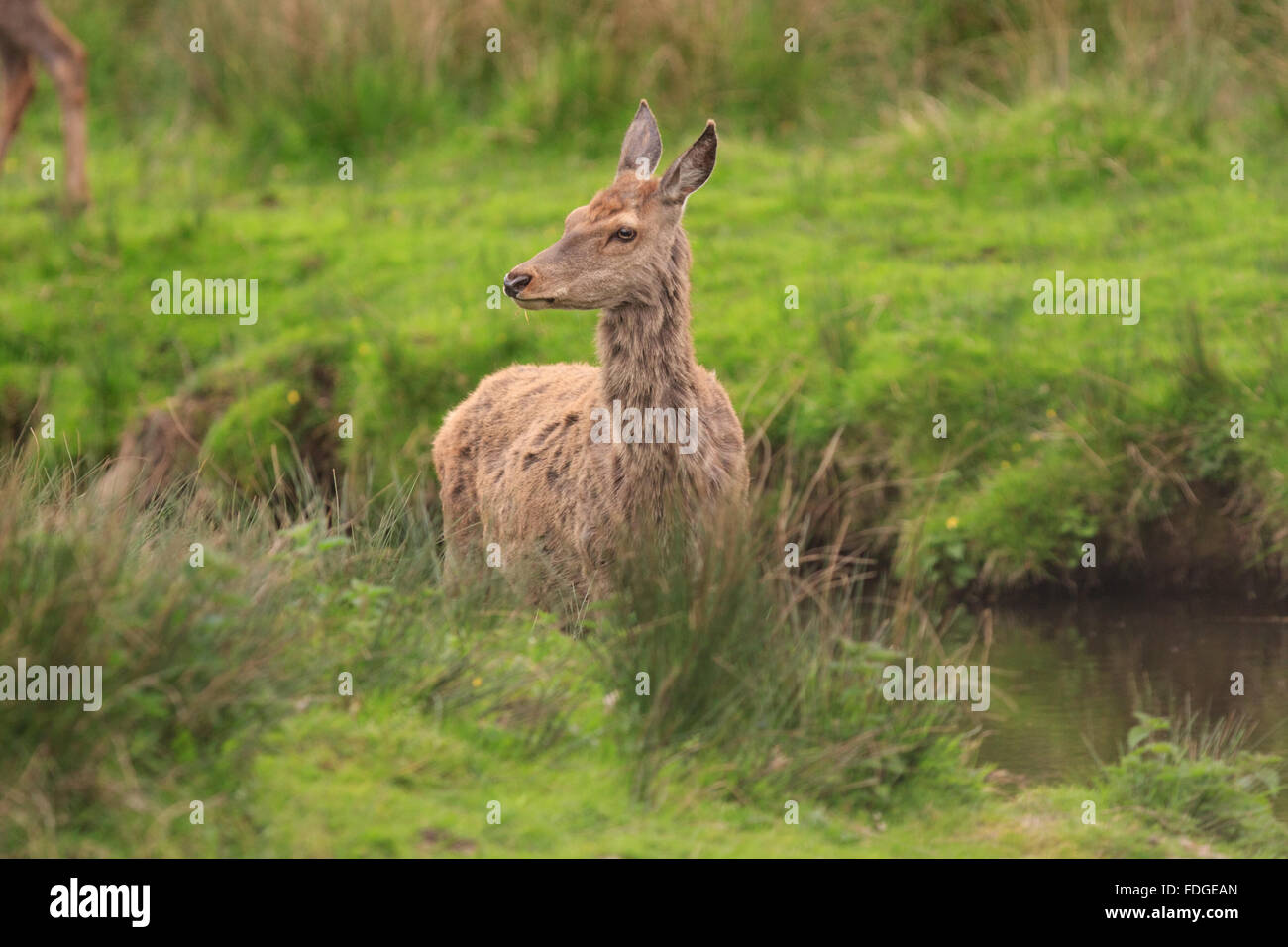 Alert adult animal hi-res stock photography and images - Alamy