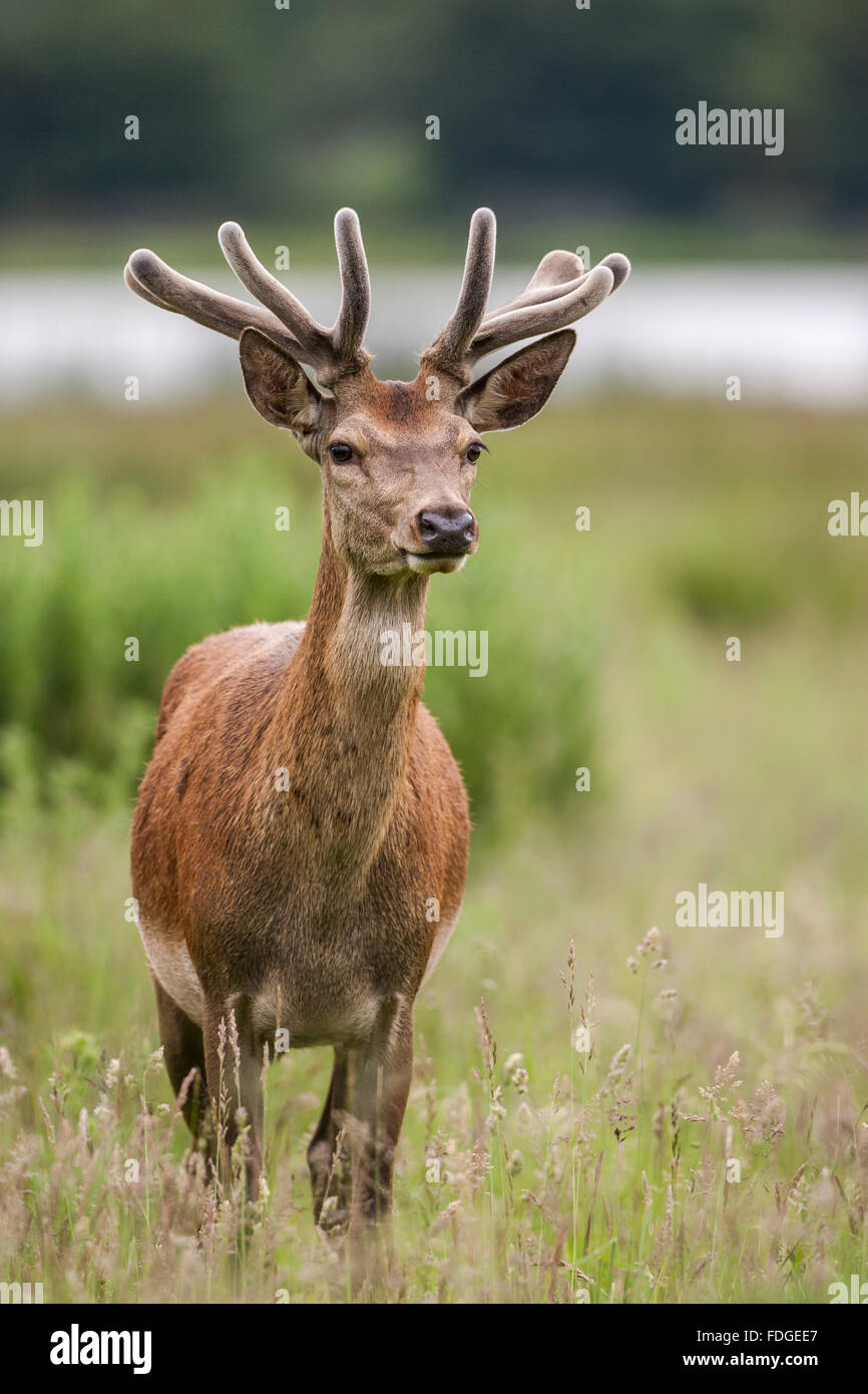 A red deer head with new antlers. Cervus elaphus. Velvet Stock Photo ...
