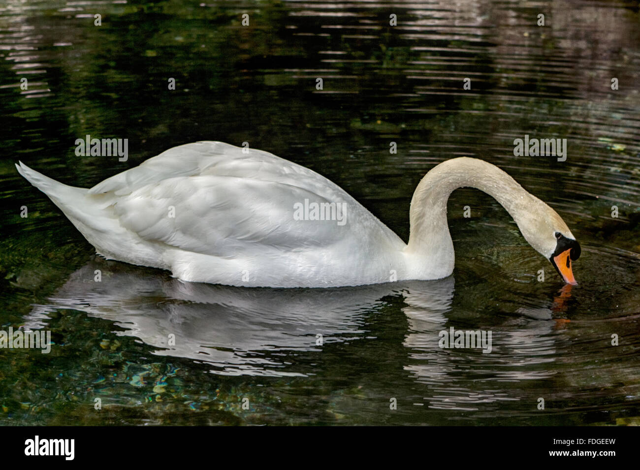 white swan floating on clear water Stock Photo - Alamy
