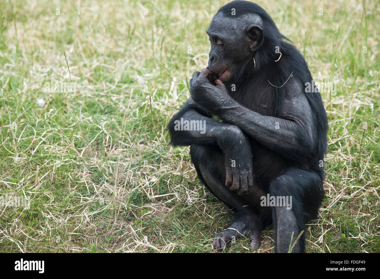 Bonobos hi-res stock photography and images - Alamy