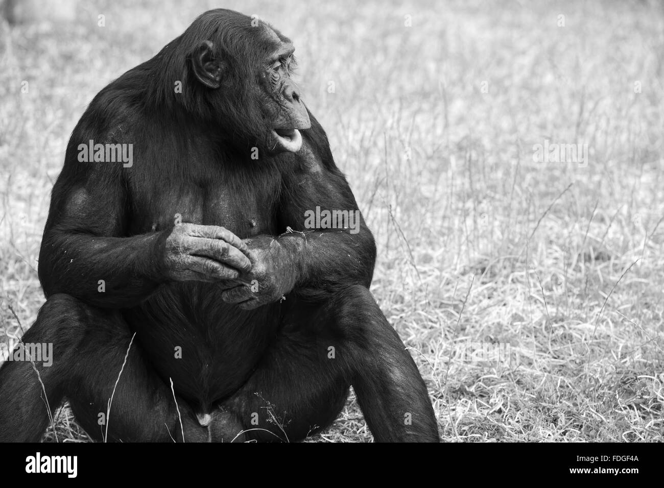 Bonobos hi-res stock photography and images - Alamy