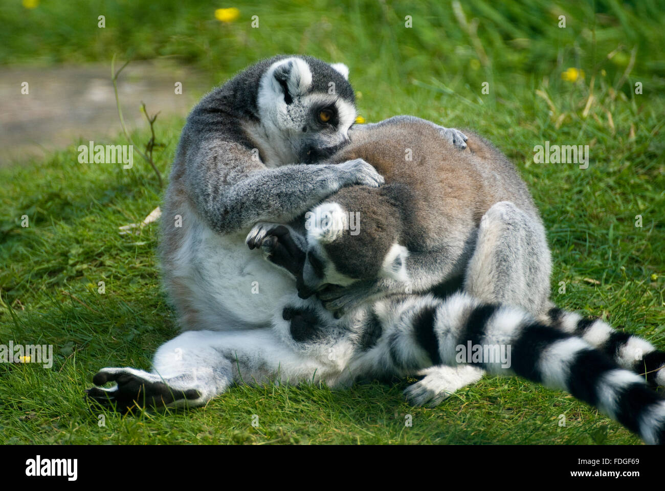 Lemurs as pets hi-res stock photography and images - Alamy