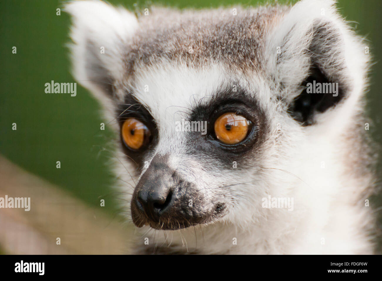 Lemurs as pets hi-res stock photography and images - Alamy