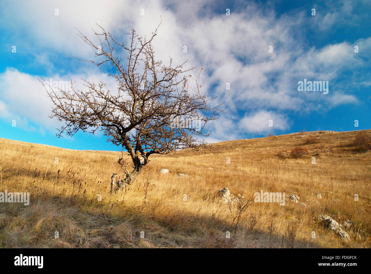 Landscape with tree and blue sky Stock Photo - Alamy