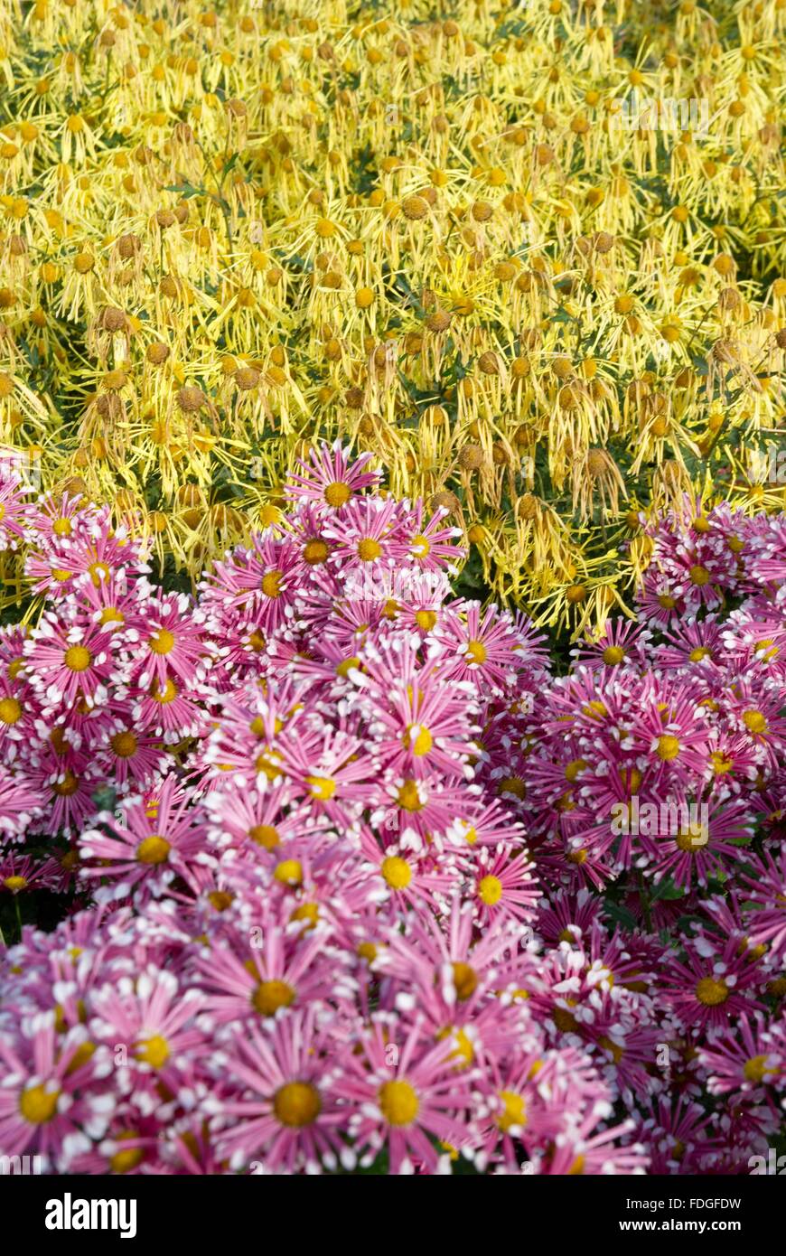 Field of two colors chrysanthemums Stock Photo - Alamy