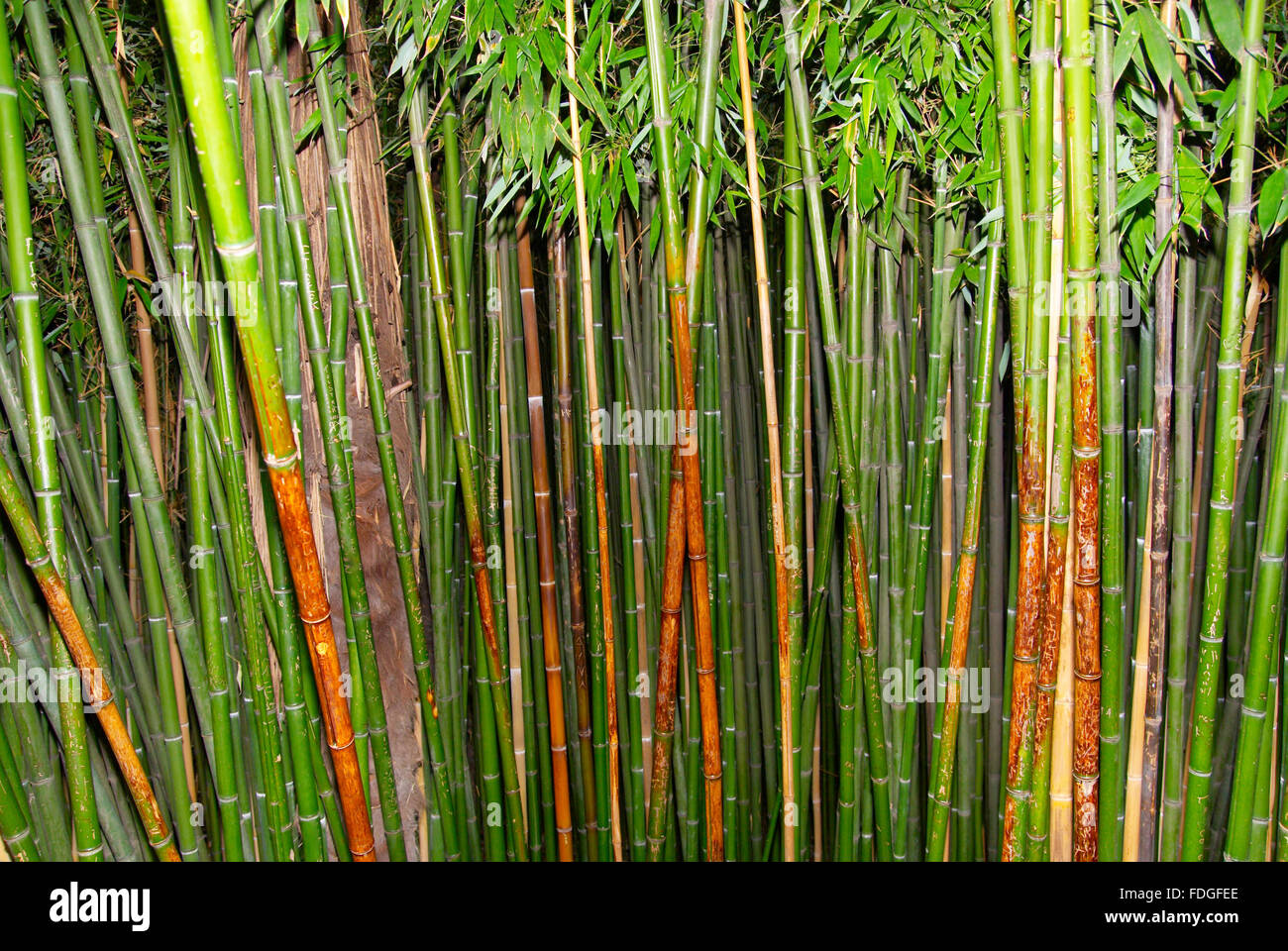 Green zen bamboo Stock Photo - Alamy