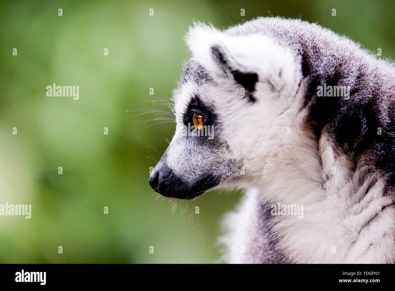 Lemurs as pets hi-res stock photography and images - Alamy