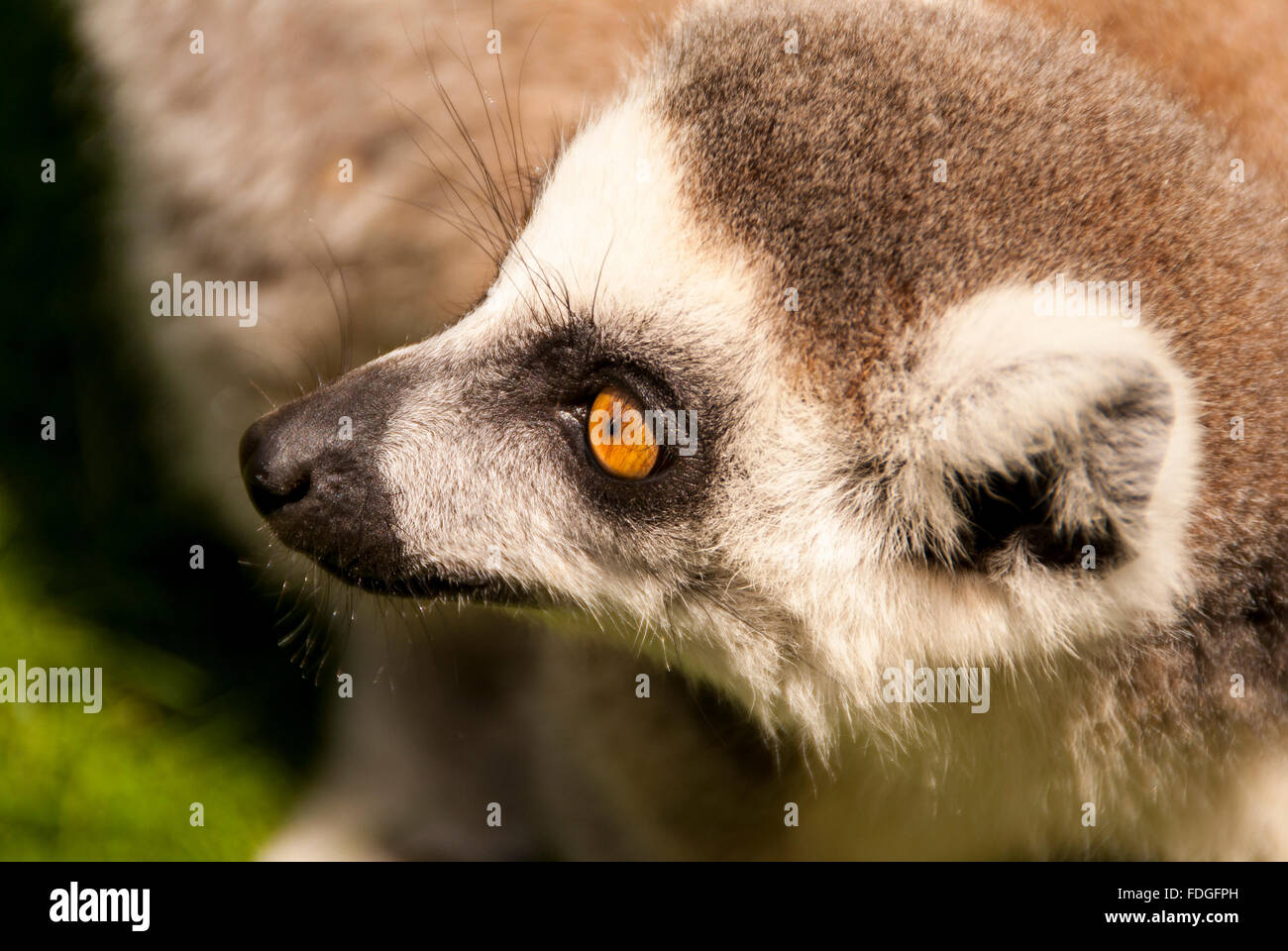 Lemurs as pets hi-res stock photography and images - Alamy