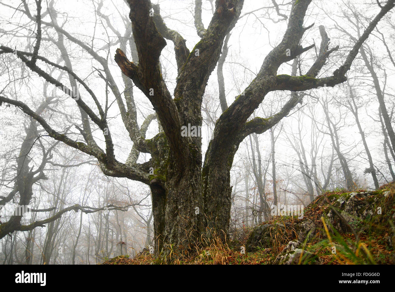 Big autumn tree in misty forest Stock Photo - Alamy