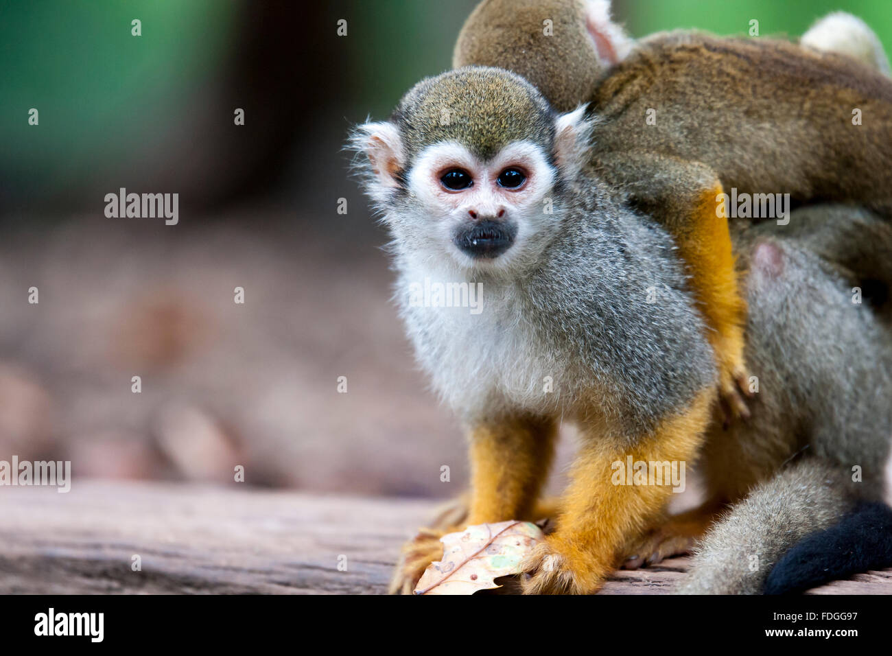 Tamarin monkey hi-res stock photography and images - Alamy