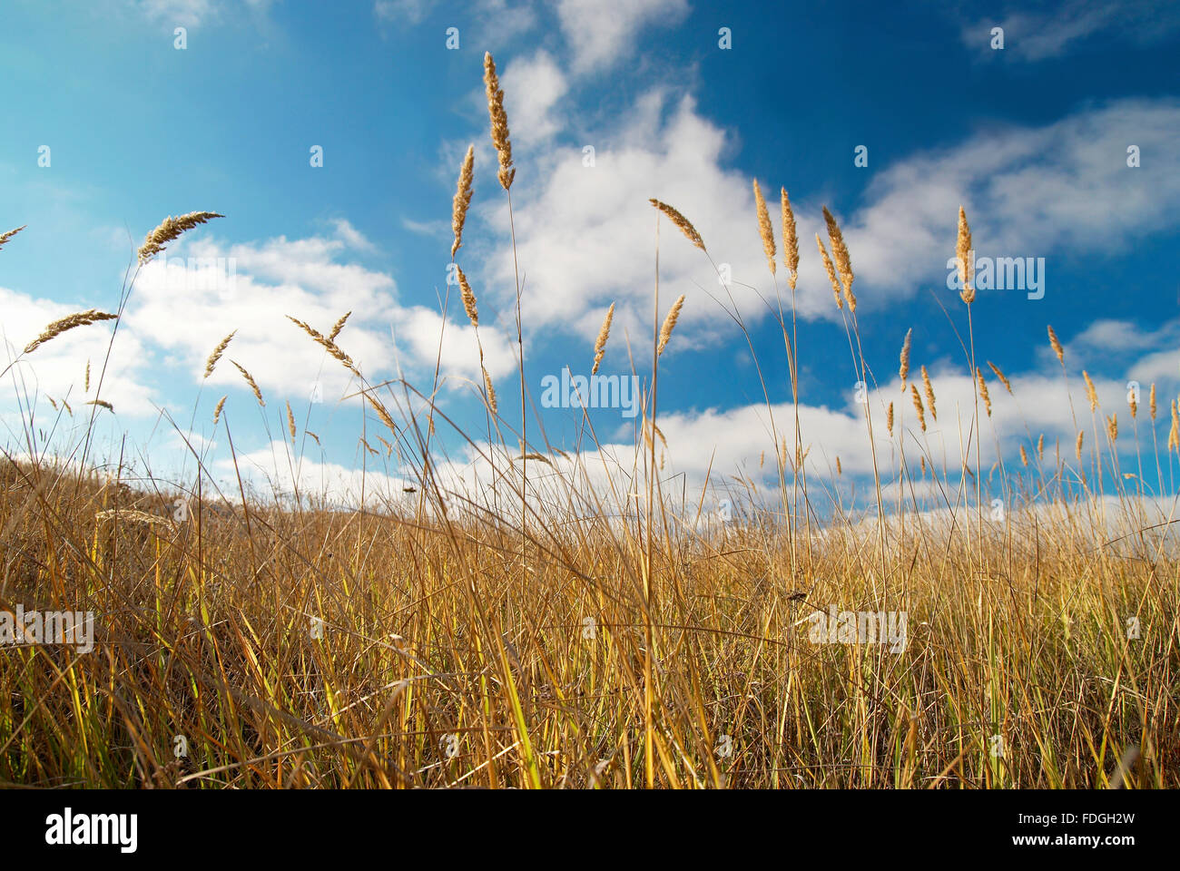 Field dry yellow grass hi-res stock photography and images - Alamy