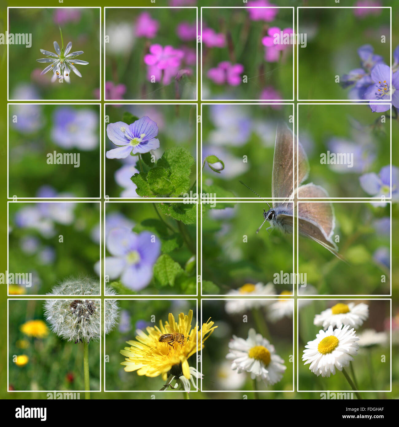 Collage of nature made from macro pictures Stock Photo - Alamy