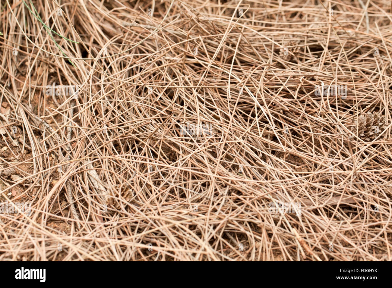 Weed texture on the ground Stock Photo - Alamy
