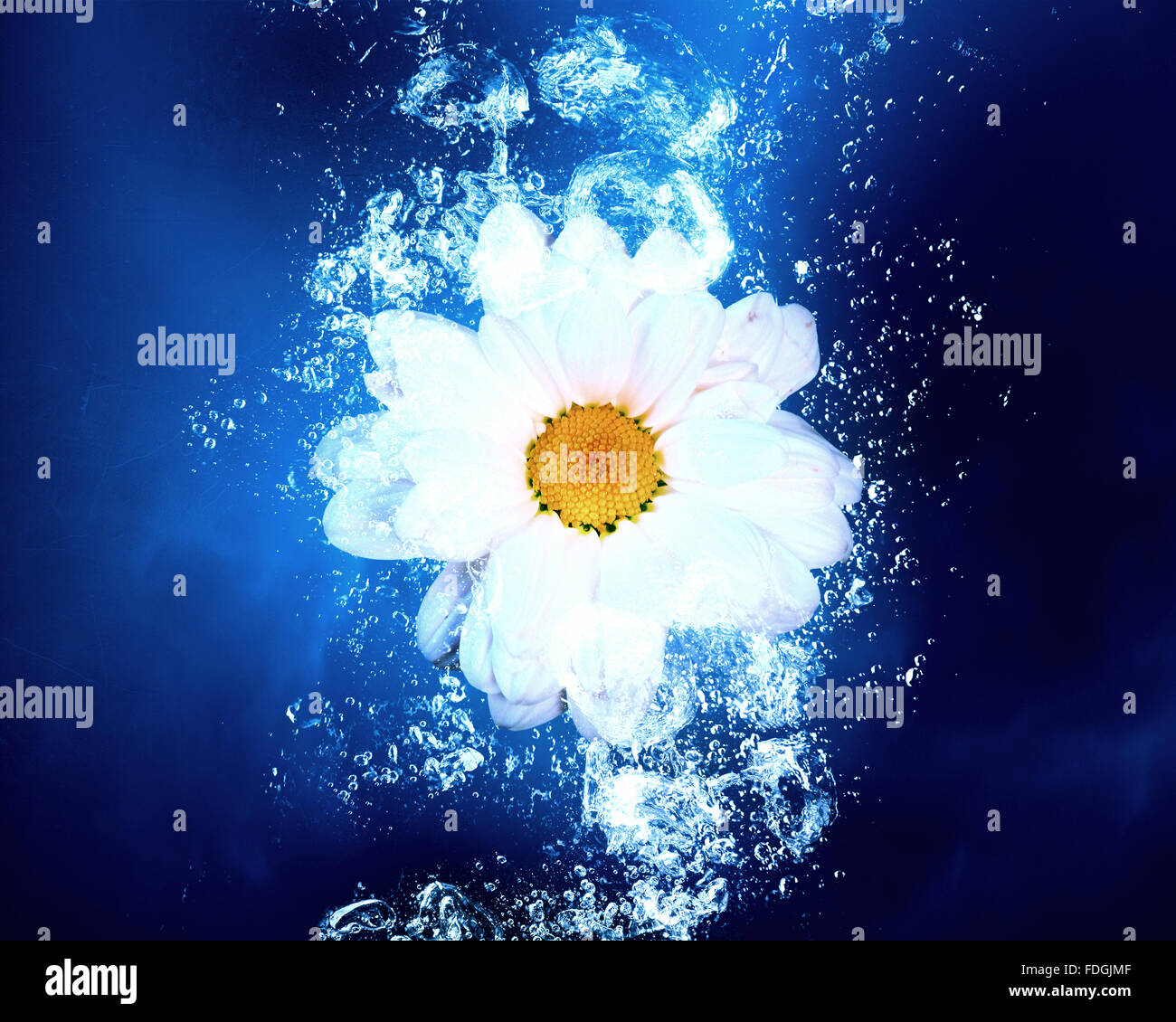 Camomile in hand hi-res stock photography and images - Alamy