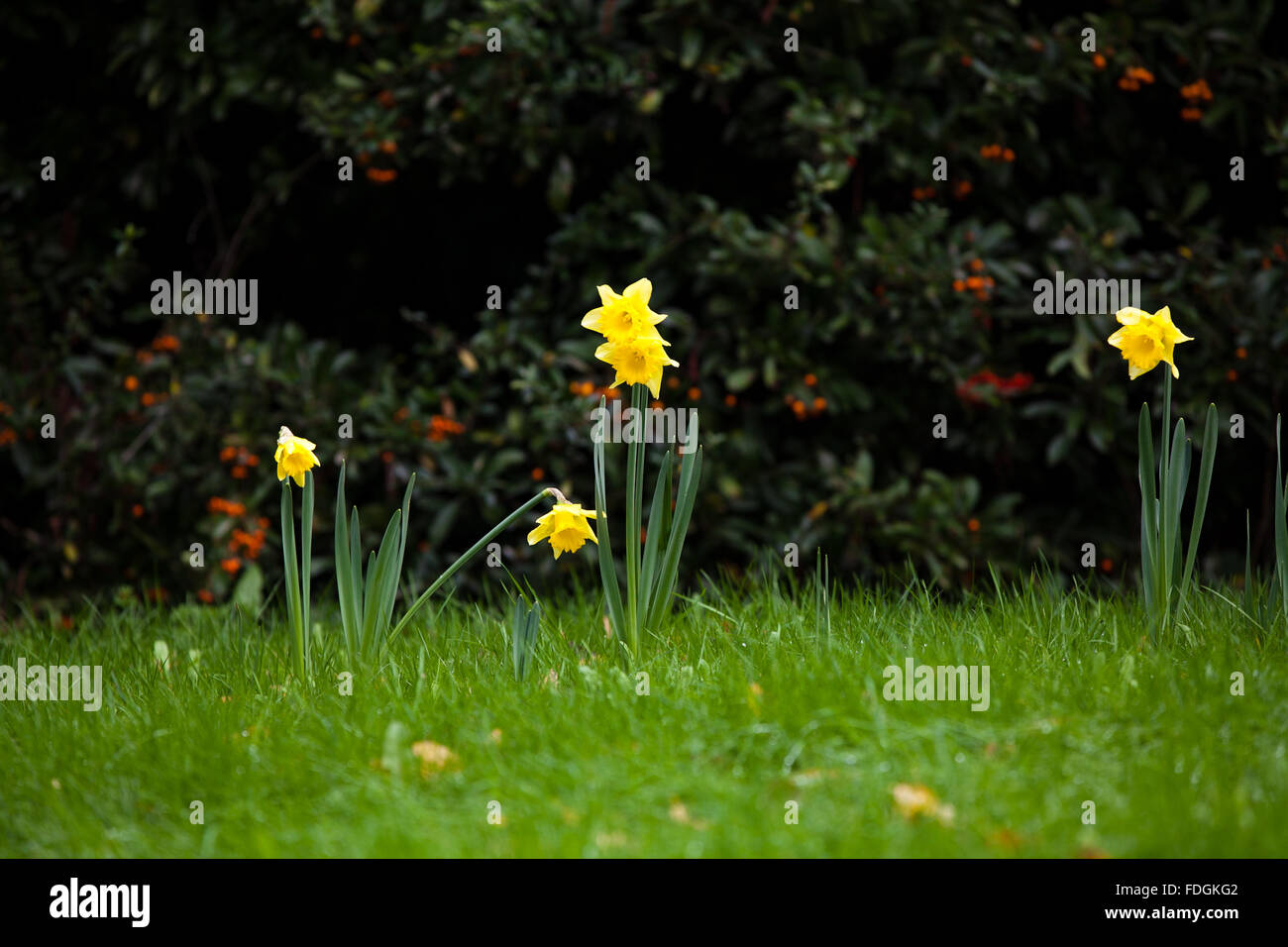 Early flowering of Daffodils in a very mild winter of 2015/2016 Stock ...