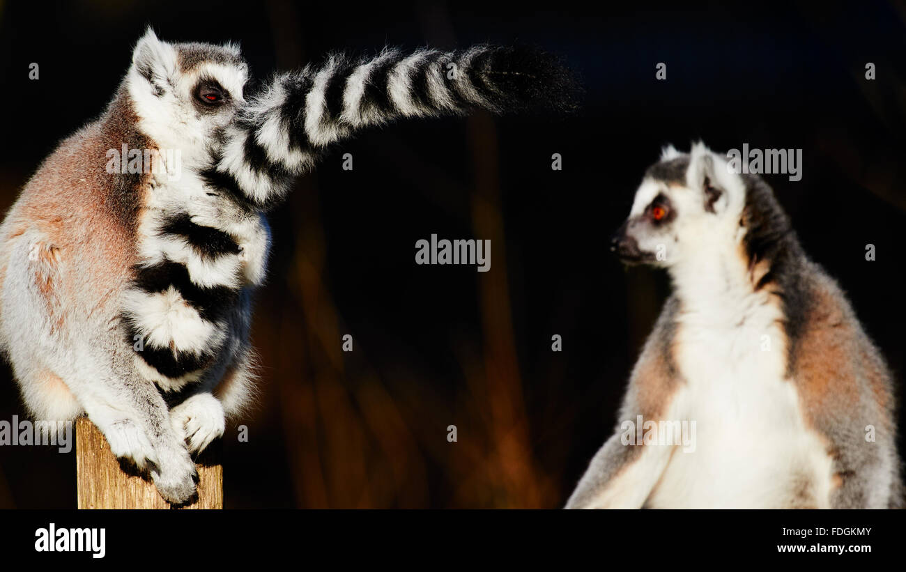 Angry Lemur Angry Lemur Vectors Download Free High Quality Vectors