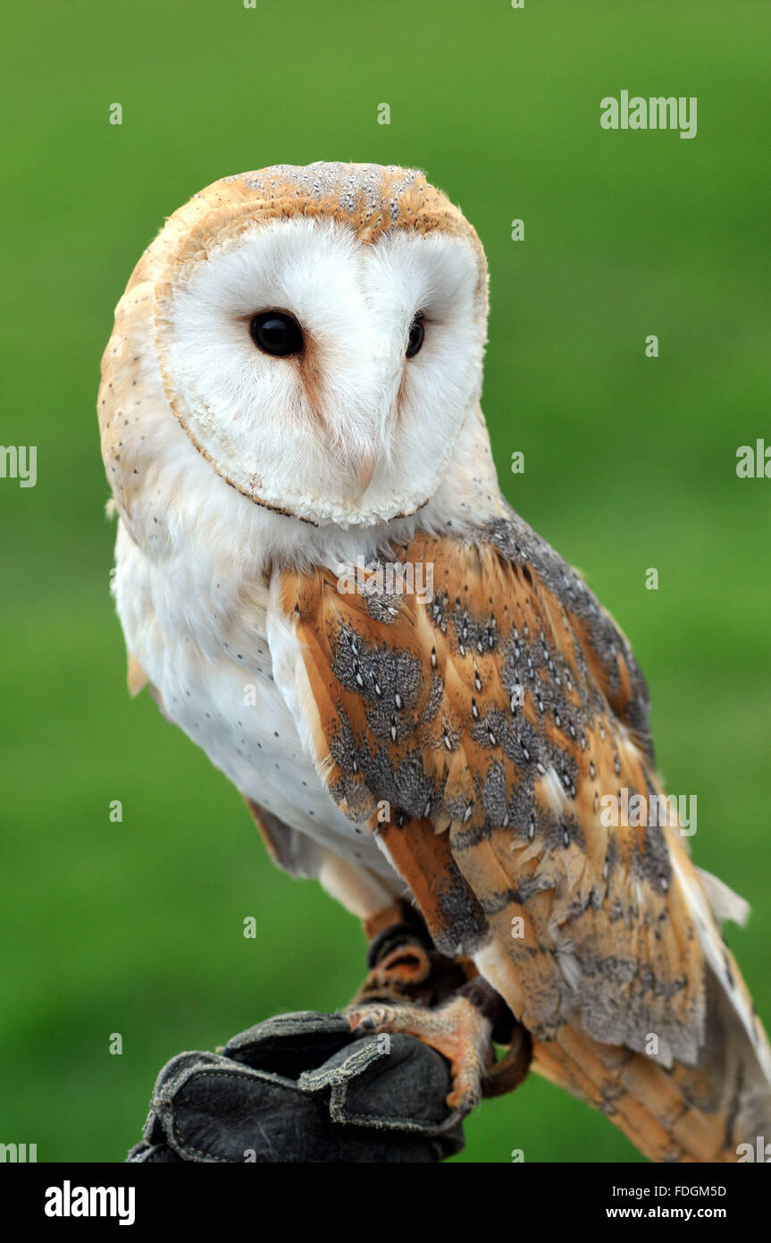 Ruffled owl hi-res stock photography and images - Alamy