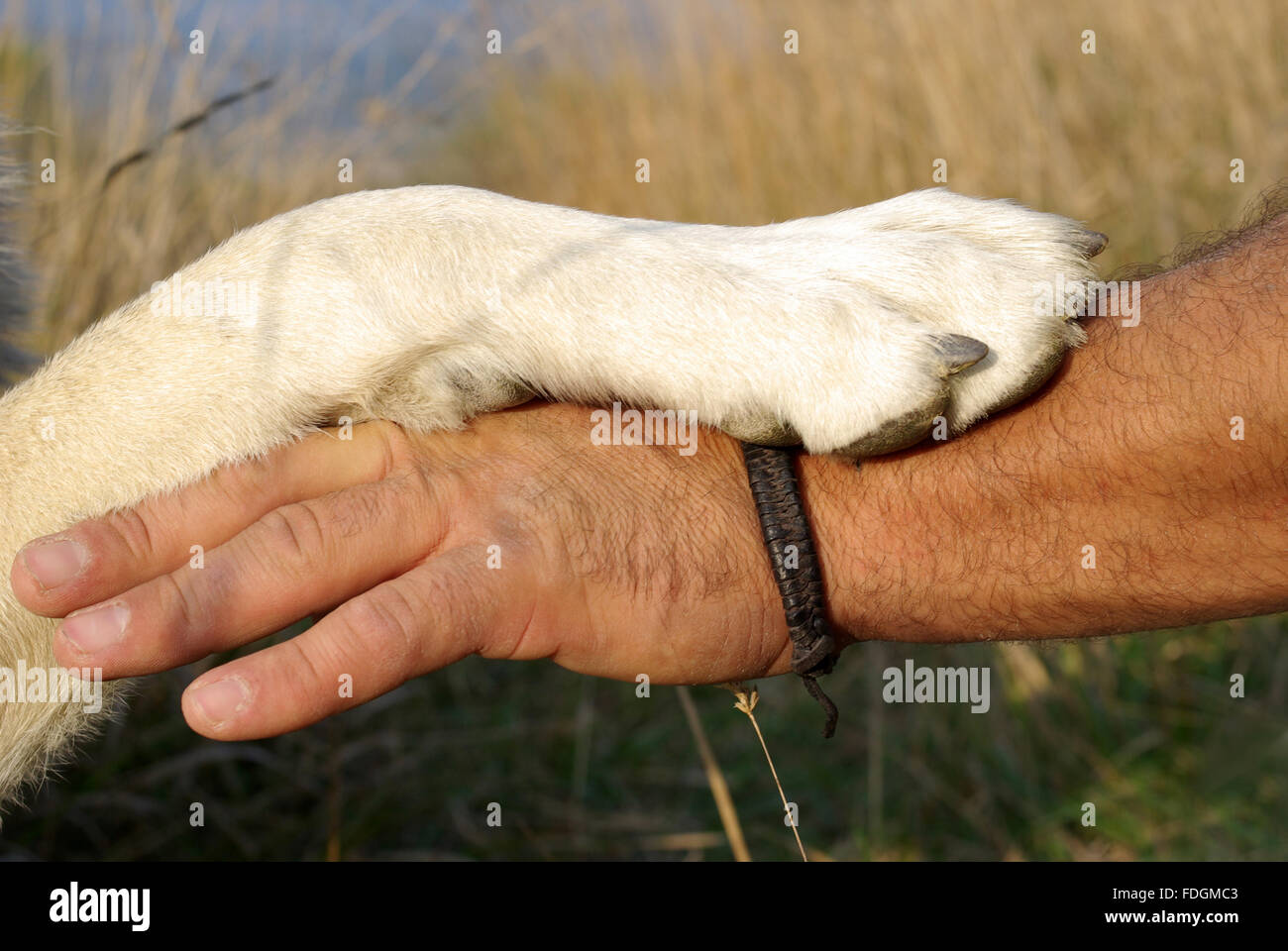 The gesture of friendship between man and dog Stock Photo - Alamy