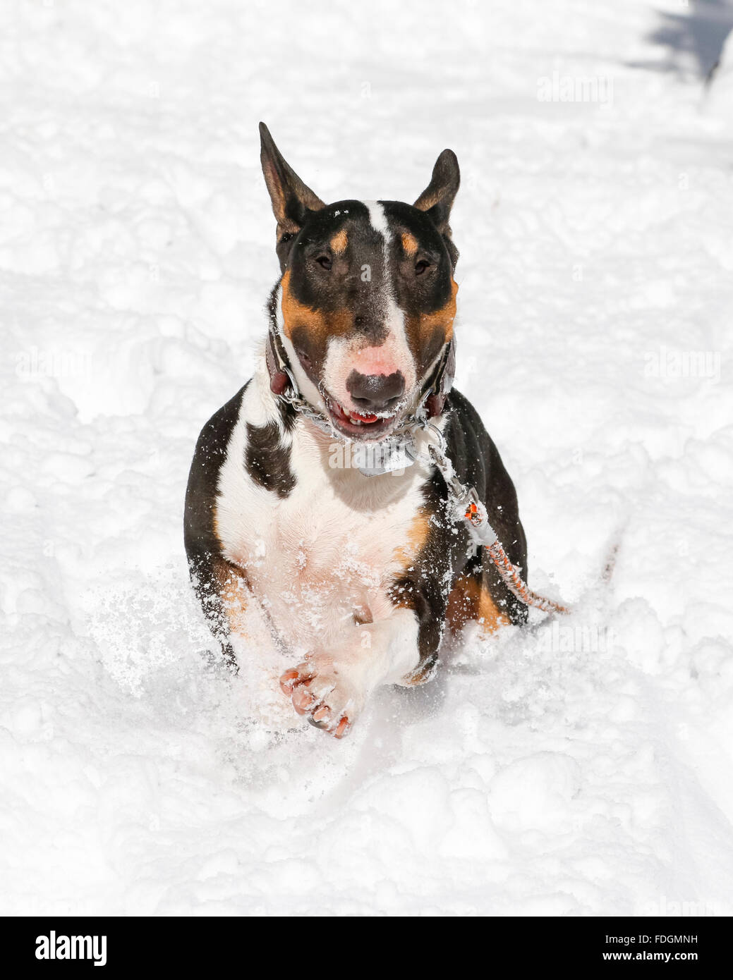 Bull terrier smiling and running in the snow Stock Photo - Alamy