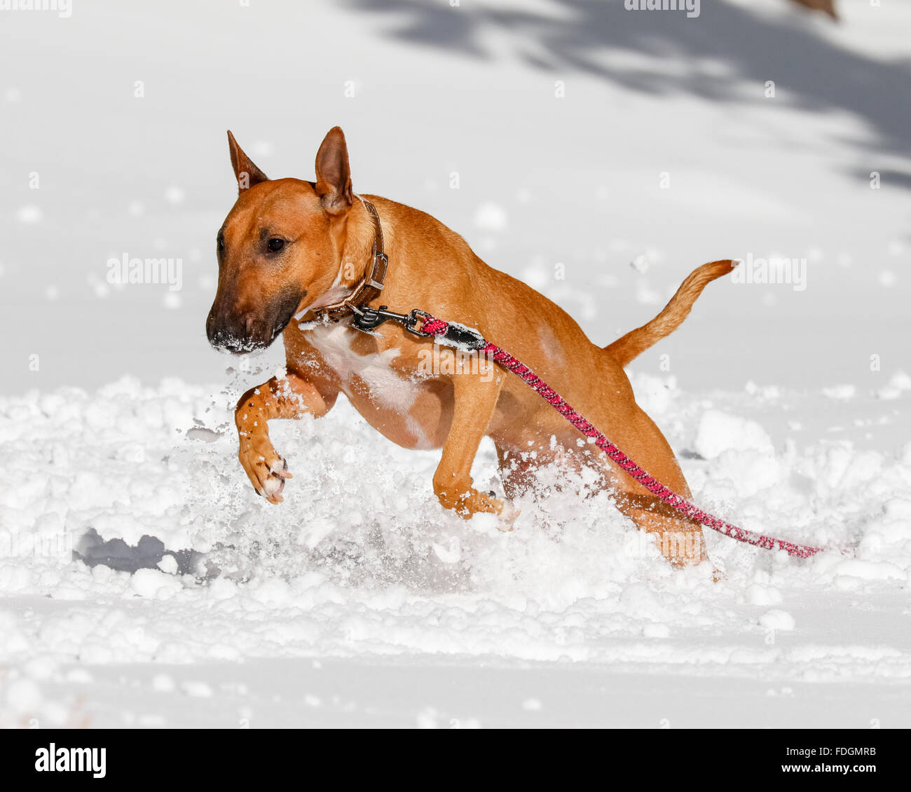 Bull terrier jumping in the snow Stock Photo - Alamy