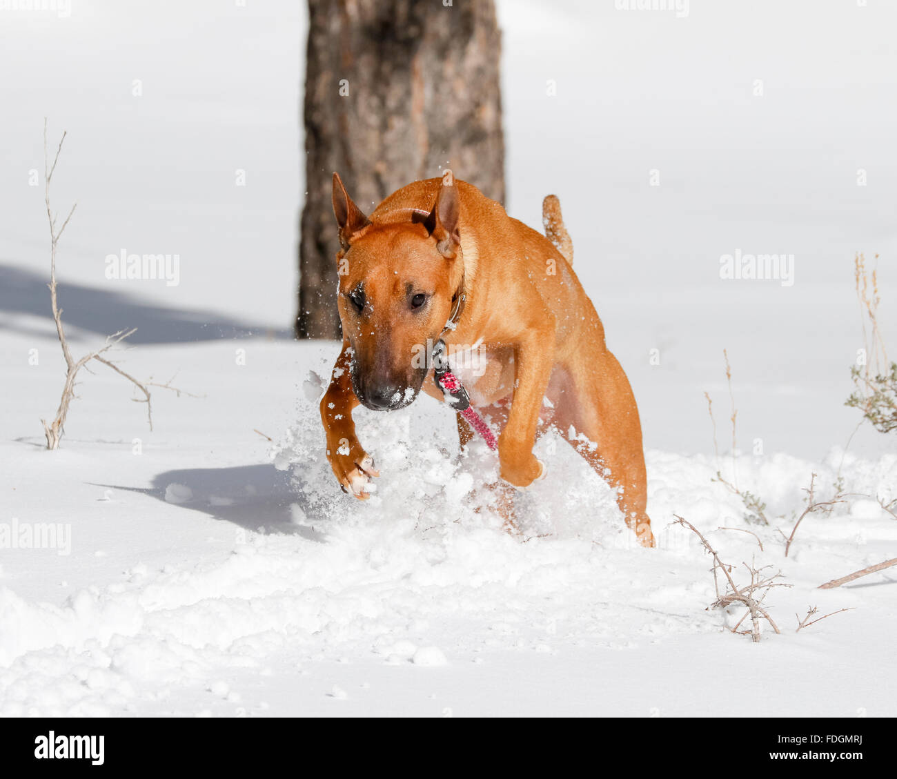 Red bull terrier charging through the snow Stock Photo - Alamy