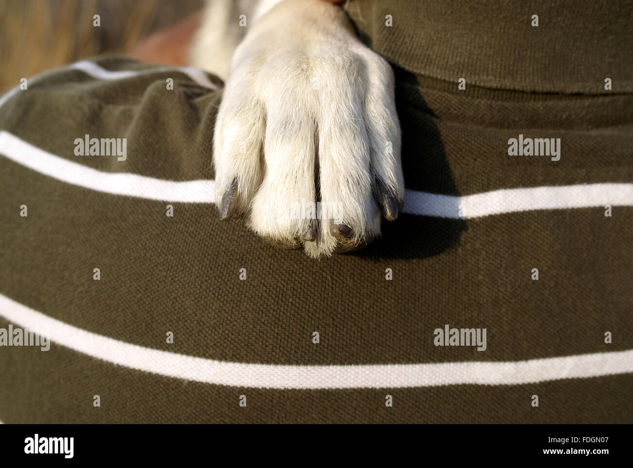 Man with his dog. Close up of dog paw Stock Photo - Alamy
