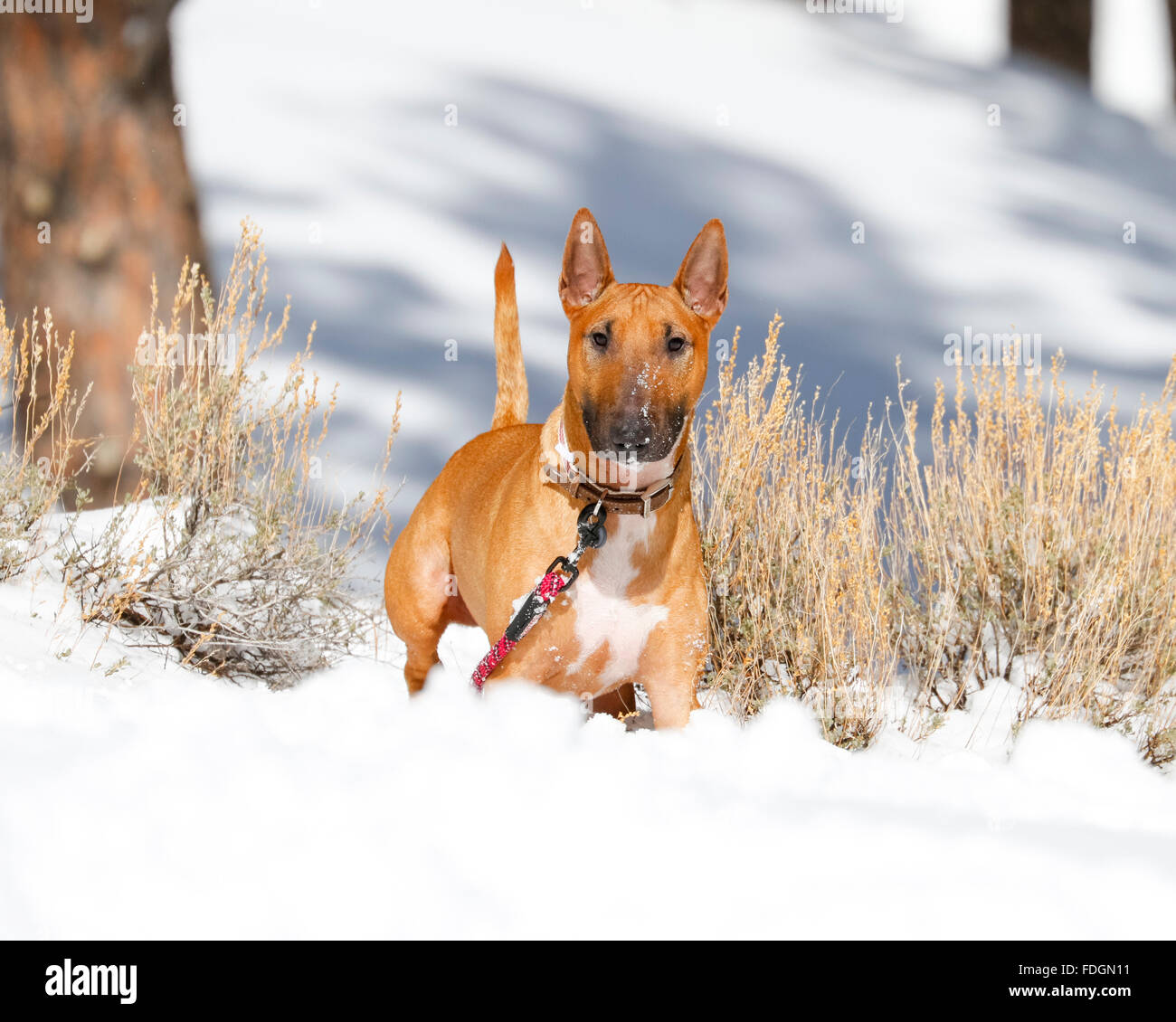 Bull terrier posing hi-res stock photography and images - Alamy