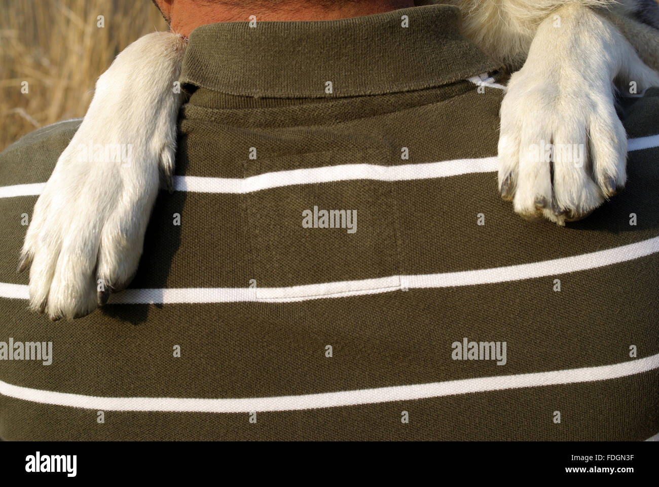 Dog paws back view hi-res stock photography and images - Alamy