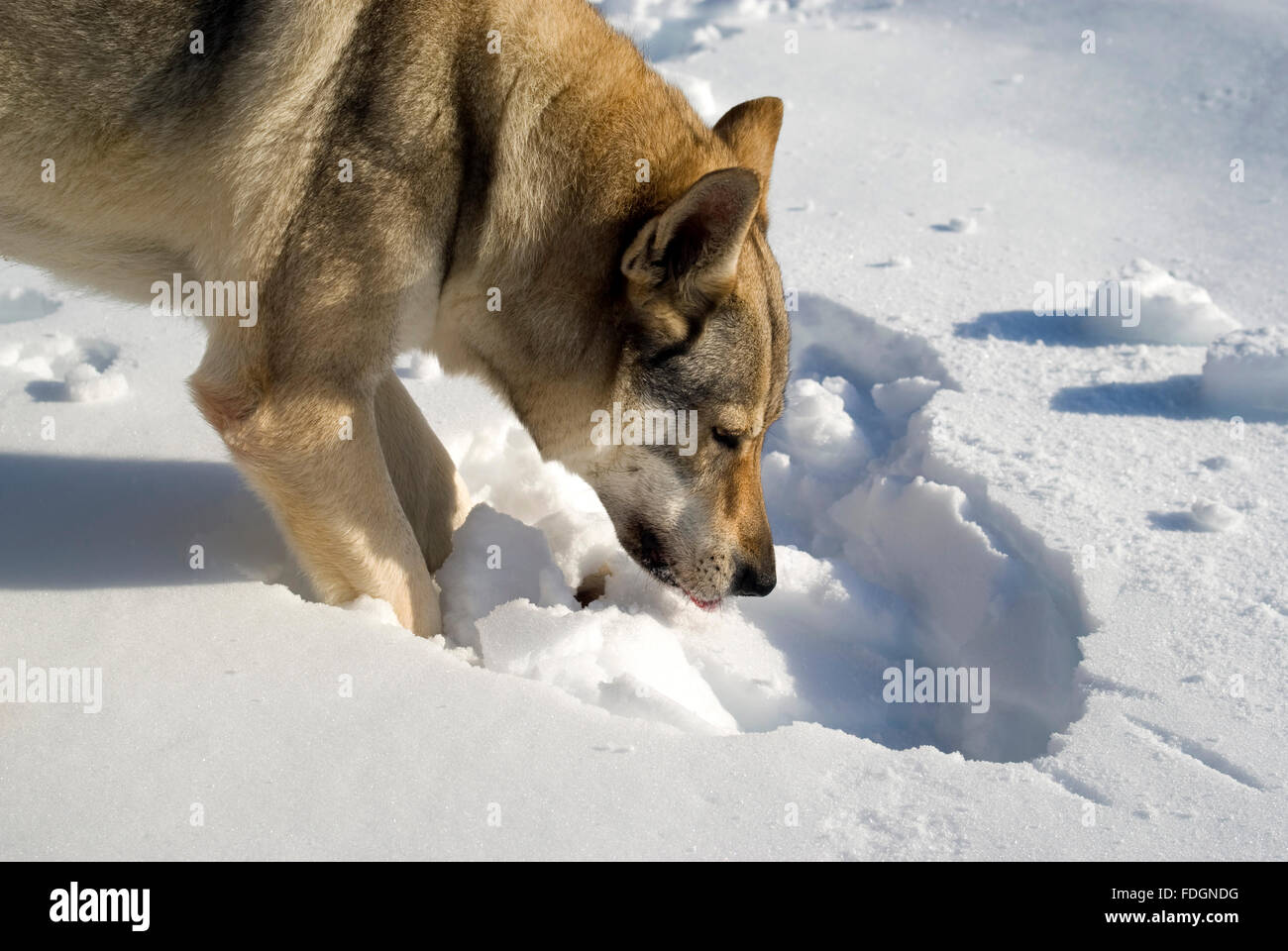 Wolf digging hi-res stock photography and images - Alamy