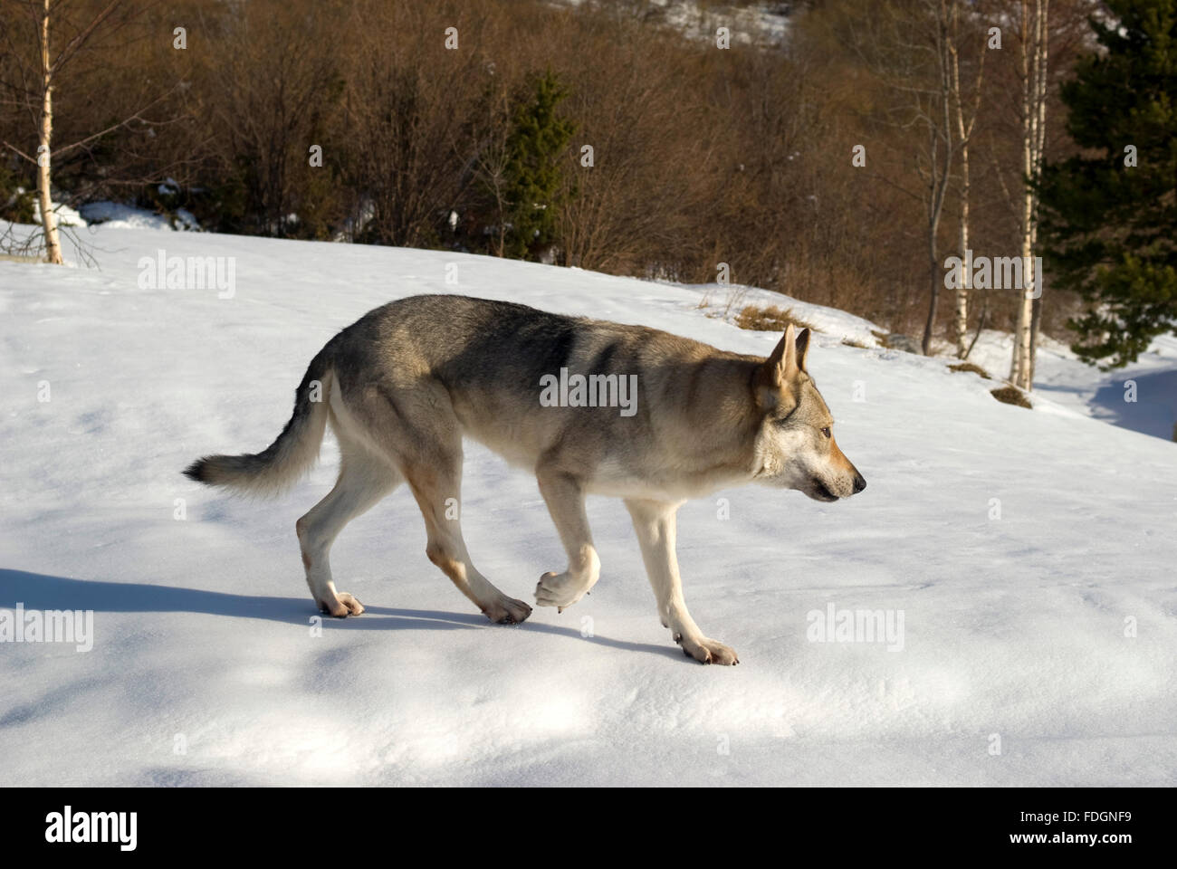 Czechoslovakian wolf dog walking in the winter forest Stock Photo - Alamy