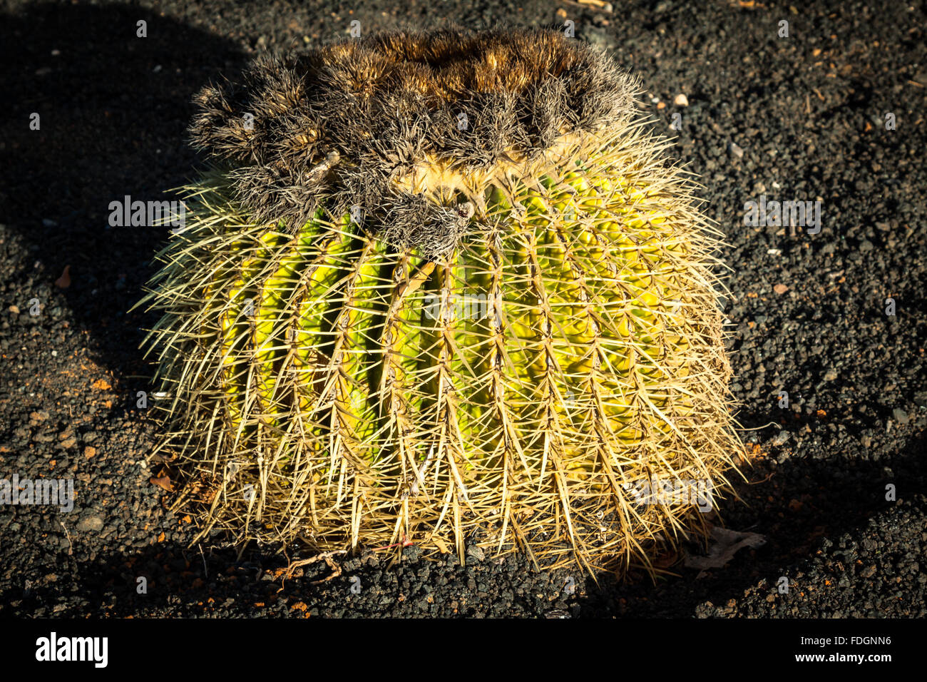 Round succulent hi-res stock photography and images - Alamy