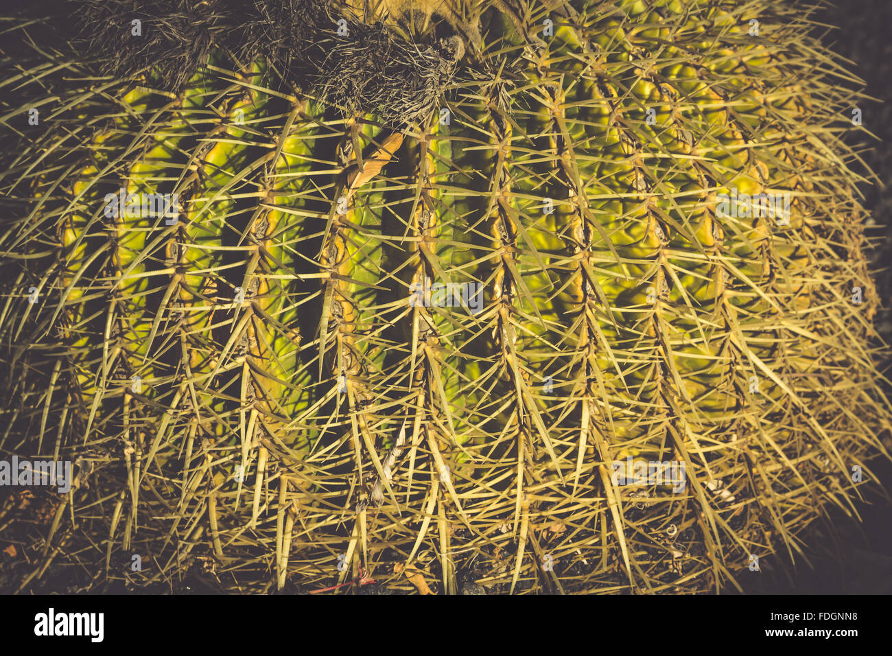 Round succulent hi-res stock photography and images - Alamy